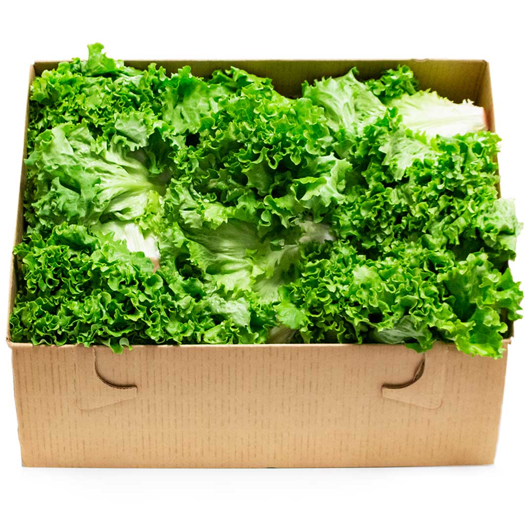 Green Leaf Lettuce Guide